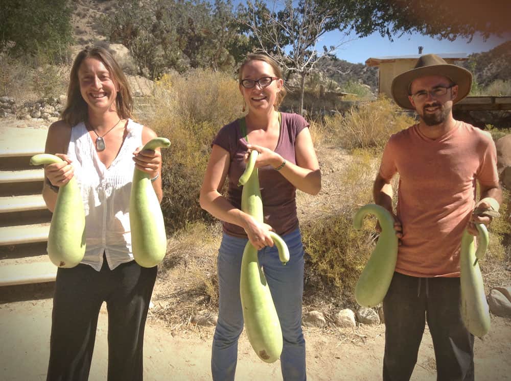 The Farm Corner: Growing Maasai Milk Gourds » Quail Springs